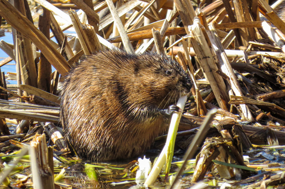 Muskrat love | KathyH58 | Blipfoto