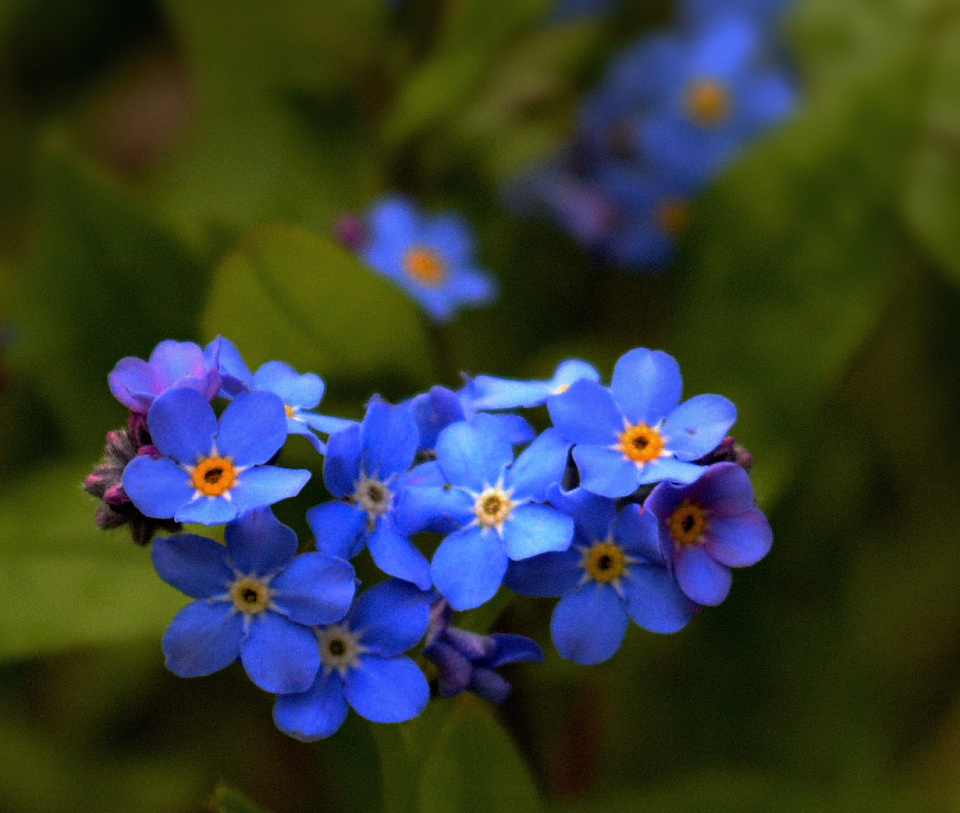 Didn’t Forget | mambo | Blipfoto