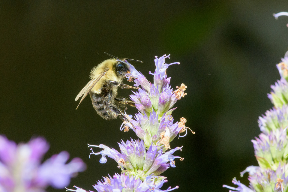 Worker Bee | dbifulco | Blipfoto