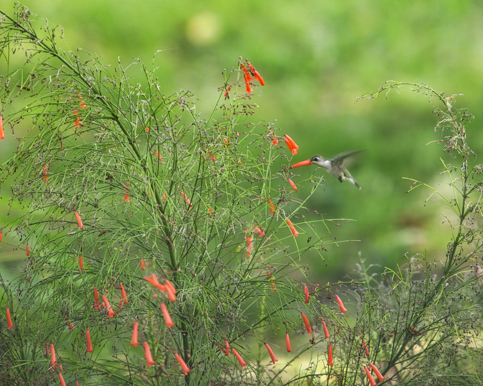 Finally, Finally!!!! | bugsman | Blipfoto