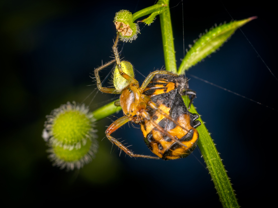 Breakfast | stevvi | Blipfoto