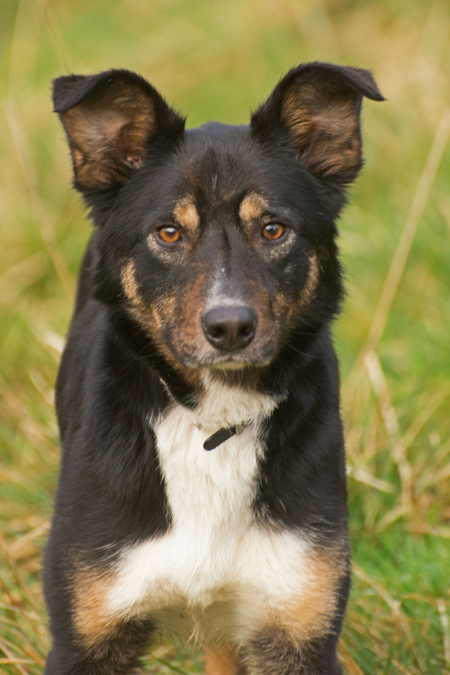 Toff's progress | gladders | Blipfoto