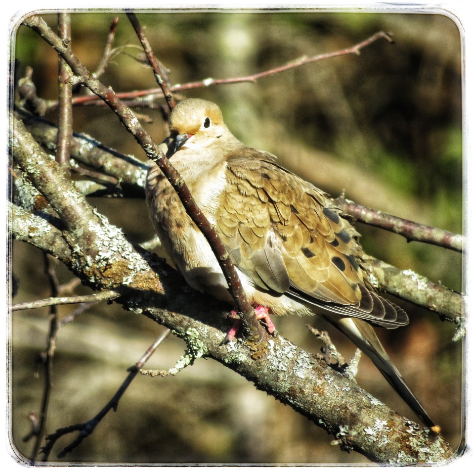 Good Morning, Mourning Dove! | Memories4Me | Blipfoto