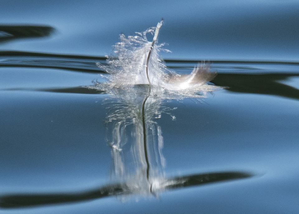 Feather in the sea | yuba | Blipfoto