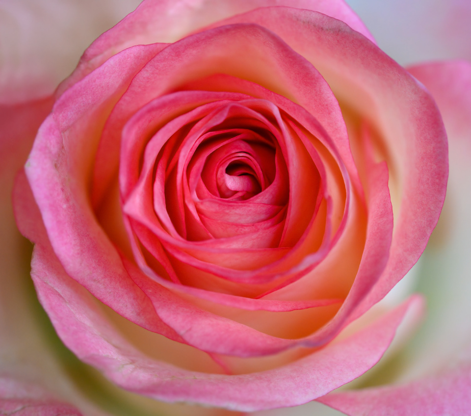 A sweet smelling rose | NickyR | Blipfoto