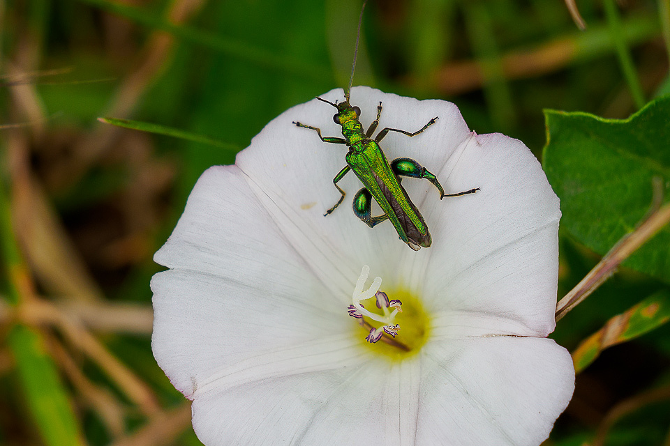 Day 182. Swollen-Thighed Beetle in our garden | trevsastar | Blipfoto