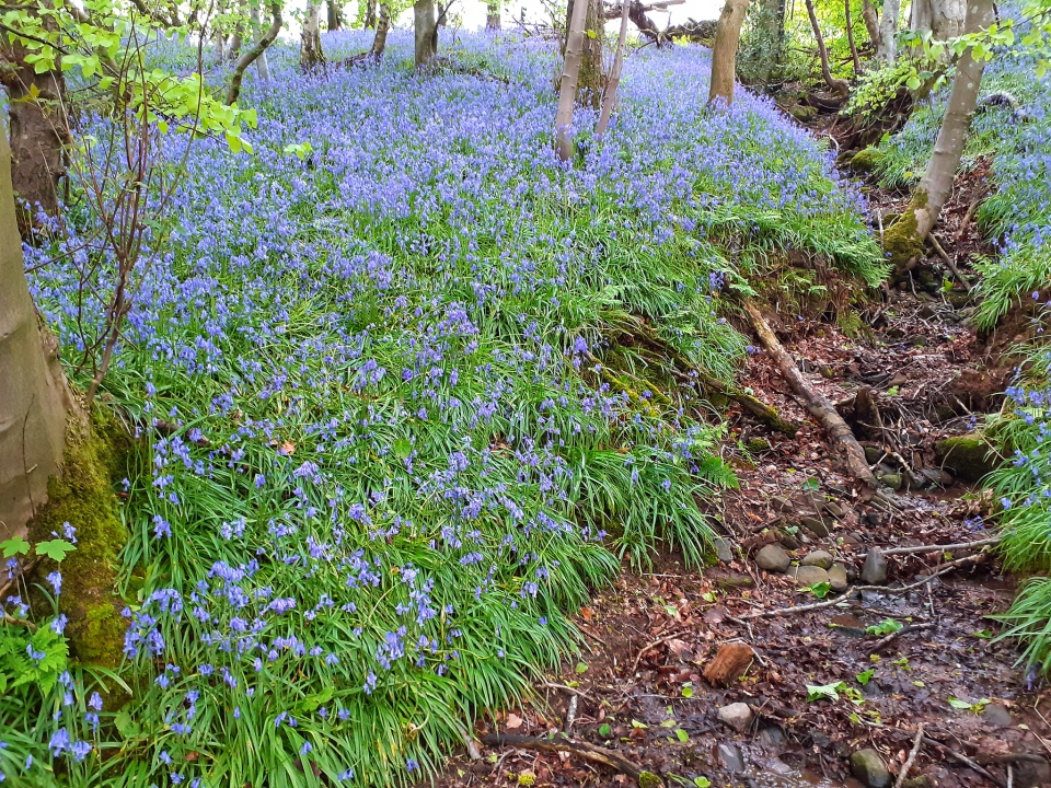 Bluebell season 2021 | Freuchie | Blipfoto