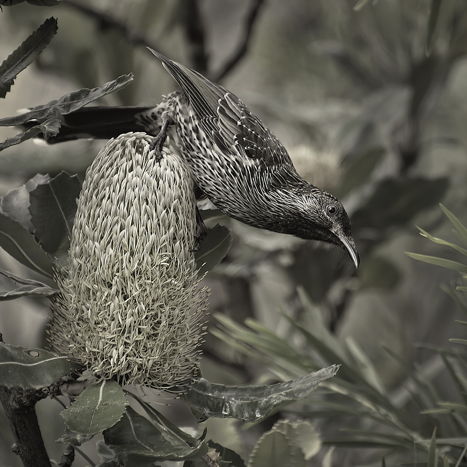 Wattle Bird Reprocess | LyleT | Blipfoto