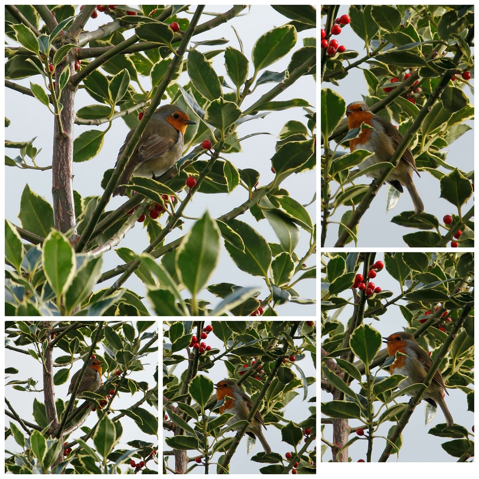 ROBIN IN HOLLY TREE , | sunflower | Blipfoto