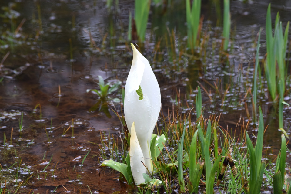Asian Skunk Cabbage | Paola | Blipfoto