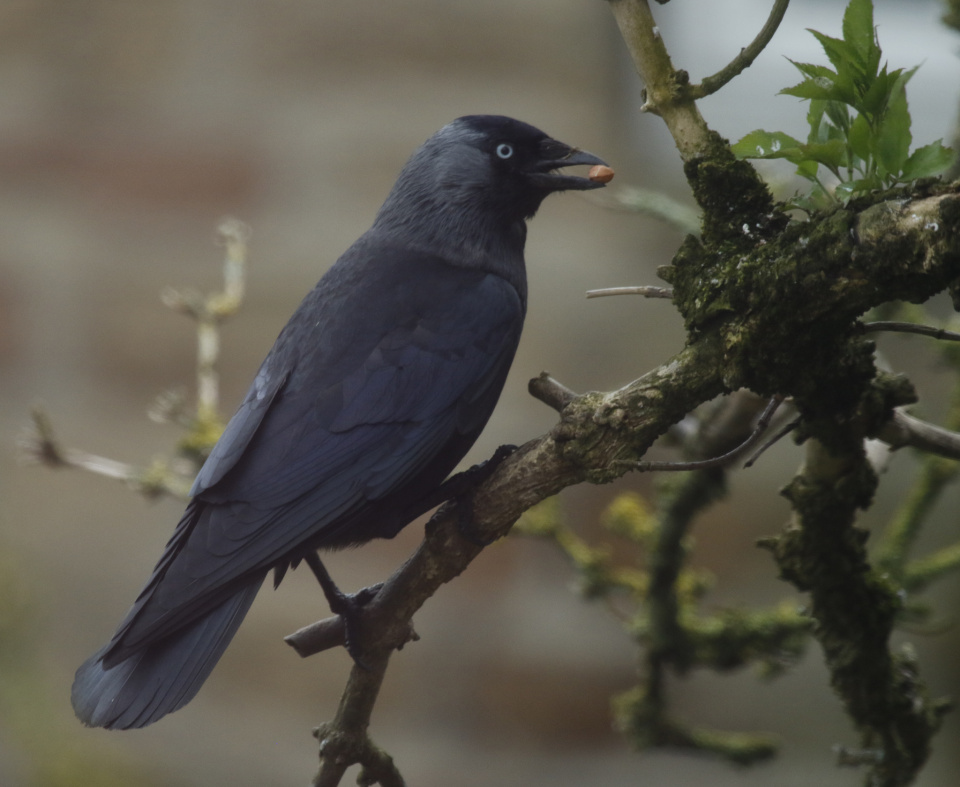 Jackdaw with Peanut | Wendles56 | Blipfoto