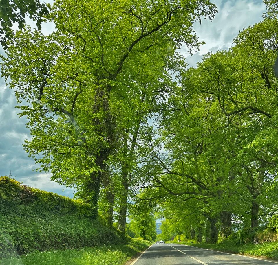 I see trees of green... | Damnonii | Blipfoto