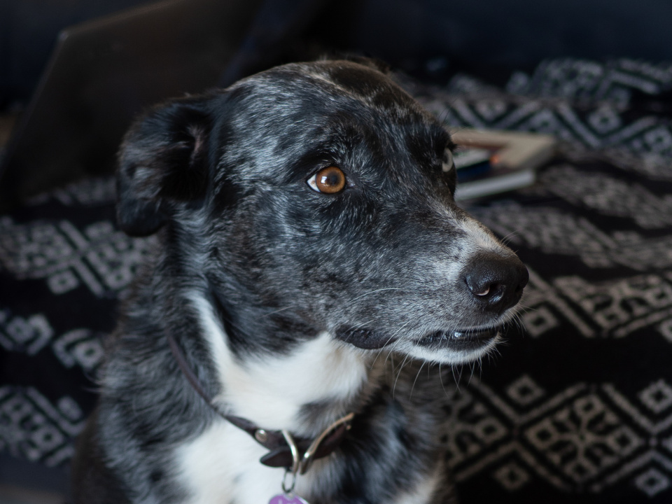 Stealth Dog | Miztified | Blipfoto