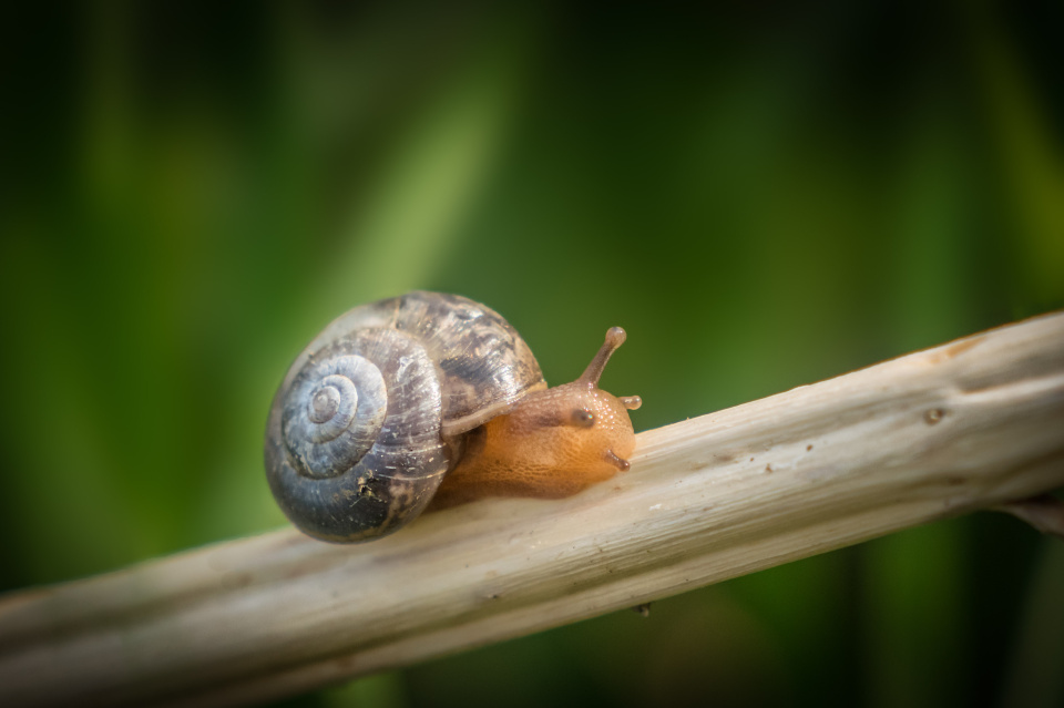 TT - Brian the snail....... | Freyjad | Blipfoto