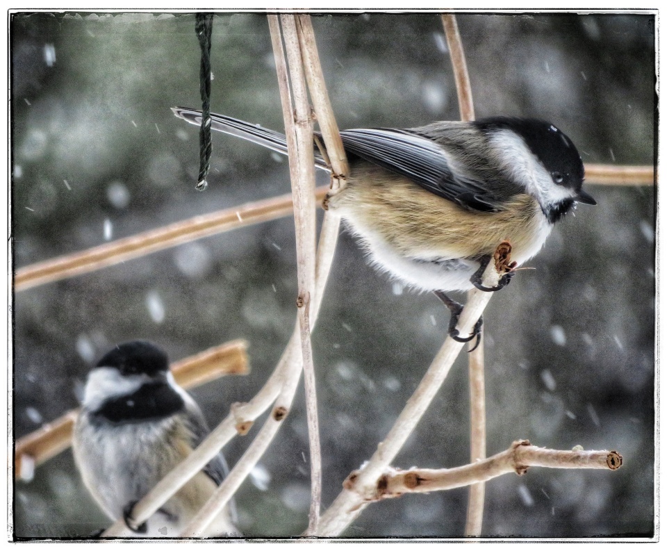 Two Chickadees | Memories4Me | Blipfoto