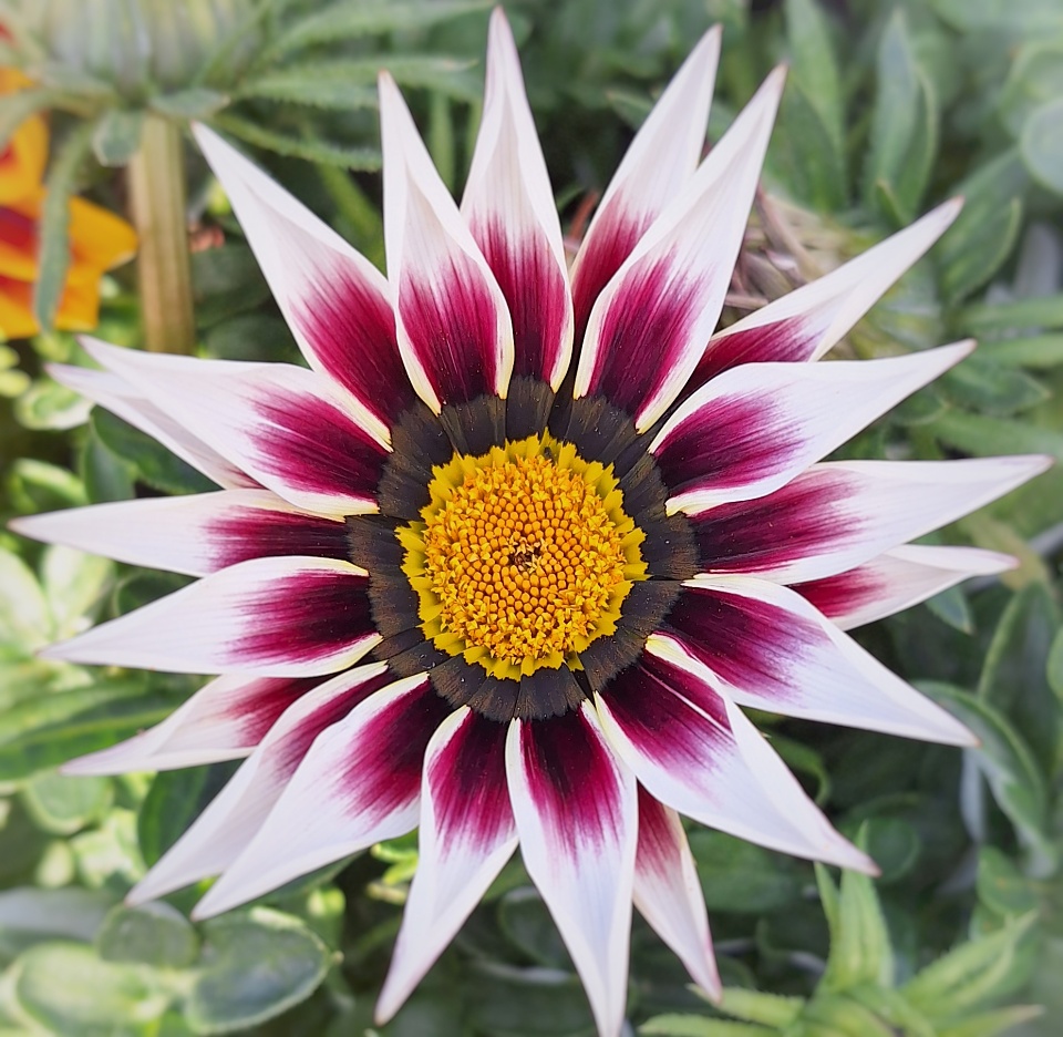 Sunday | Caffeinated | Blipfoto