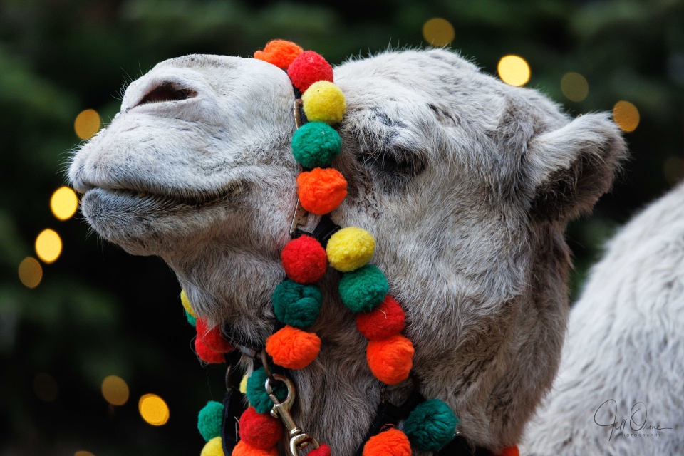 Christmas spirit | JDO | Blipfoto