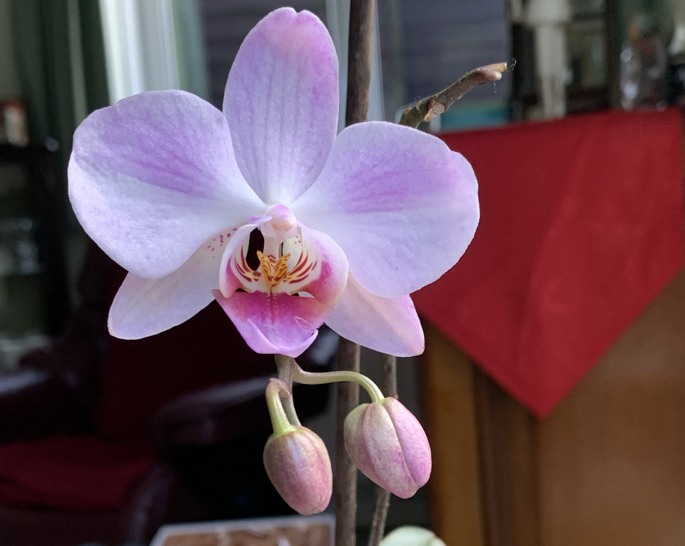 Another day, another Orchid | Vectensian | Blipfoto
