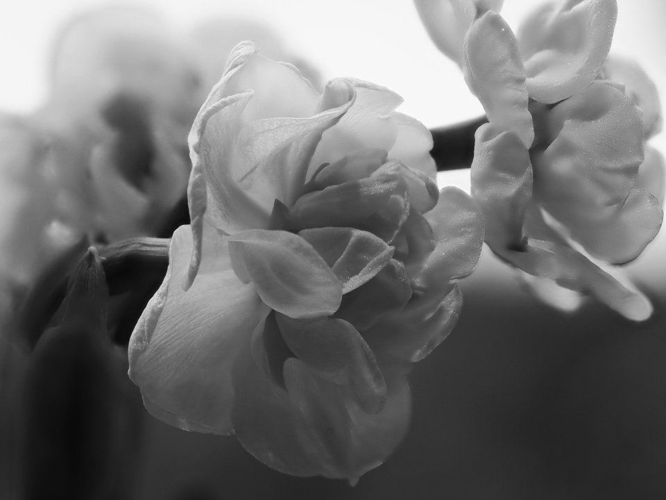 Narcissus | Technophobe | Blipfoto