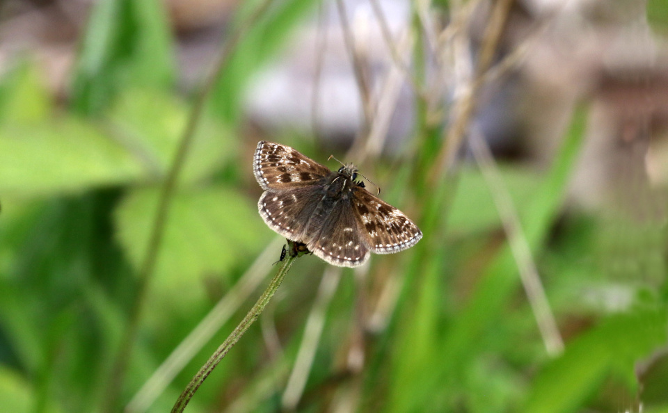 Dingy Skipper | NatureWatcher | Blipfoto