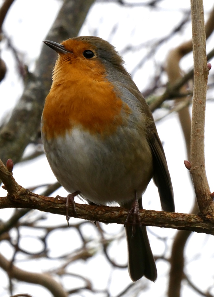 Hello Robin | orchid99 | Blipfoto