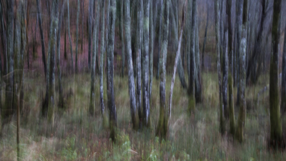Aros Trees | Picturemull | Blipfoto