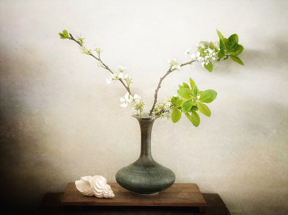 greengage blossom | sk | Blipfoto