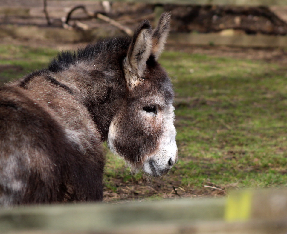 Bumbling Ass! | theBroon | Blipfoto