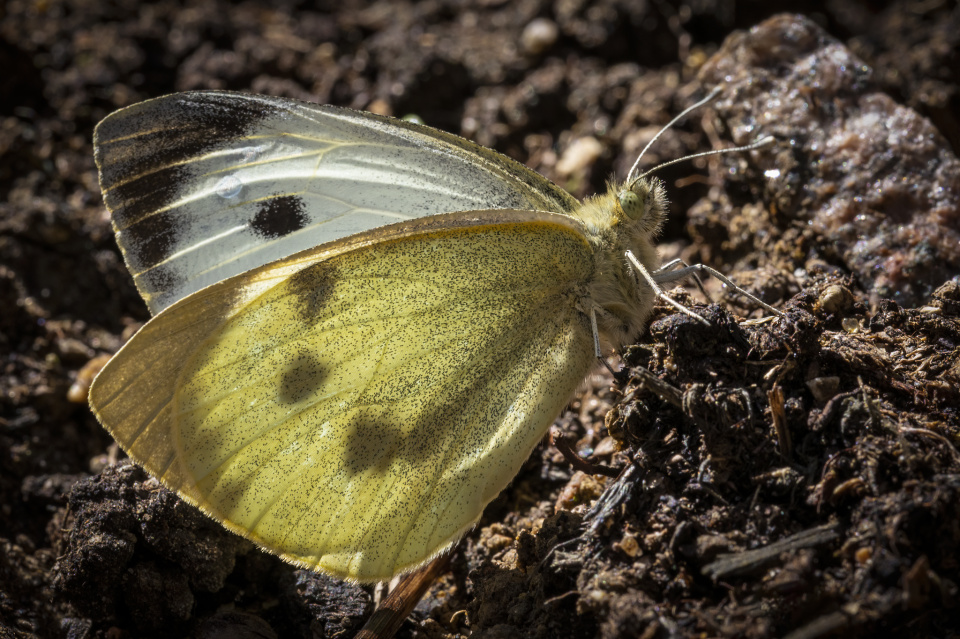 Spotted Wings | AnnieAndChris | Blipfoto