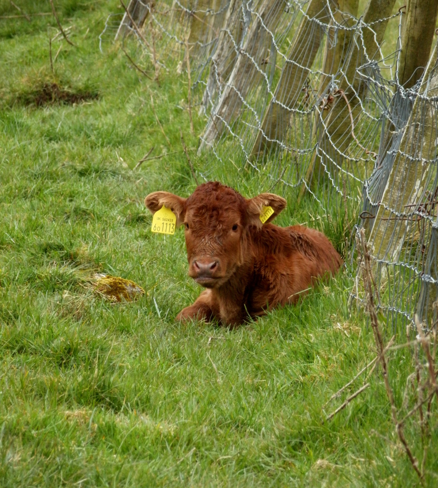 Wee Calf! | theBroon | Blipfoto