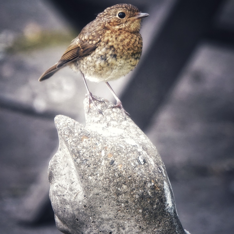 Fledglings 4 and 5 | Tweedy | Blipfoto