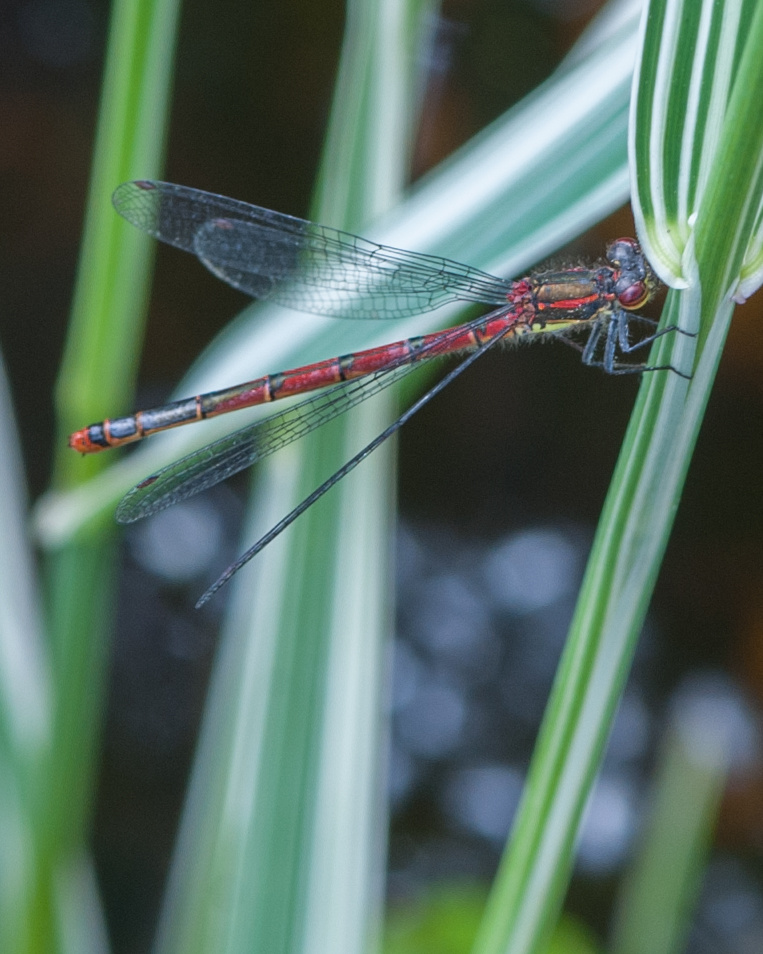 Large Red Damselfly | stevenhouse | Blipfoto