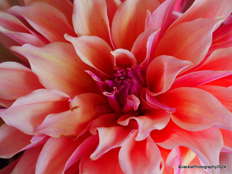 Chrysanthemum | ThingsBeautiful | Blipfoto