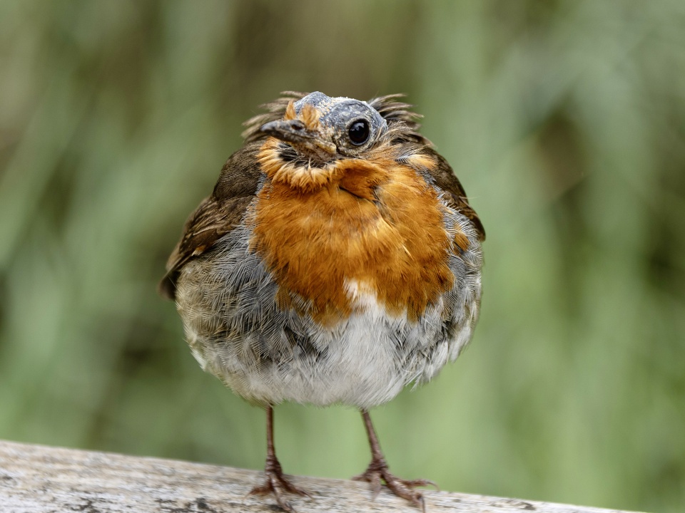 Dark Crystal Robin | maureen6002 | Blipfoto