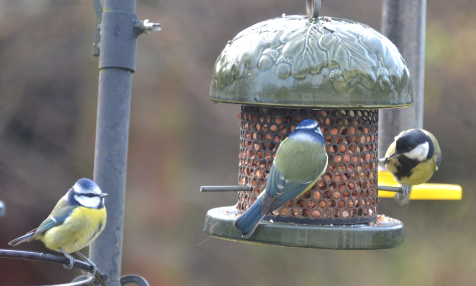 More Birds | GrumpyOldGit | Blipfoto