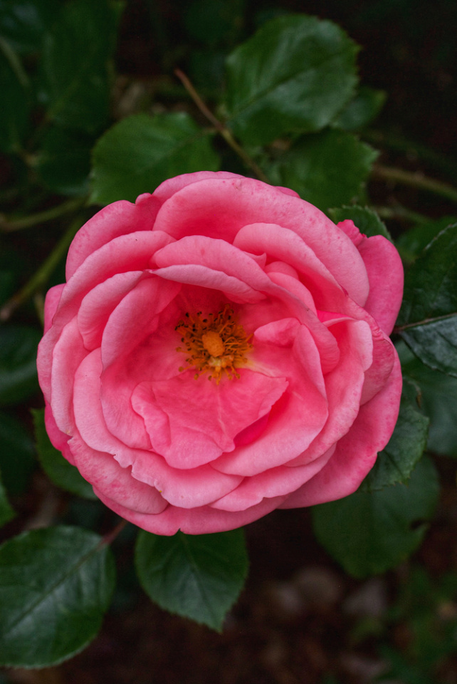 1728. Flower Friday - Pink Rose | Yana1 | Blipfoto