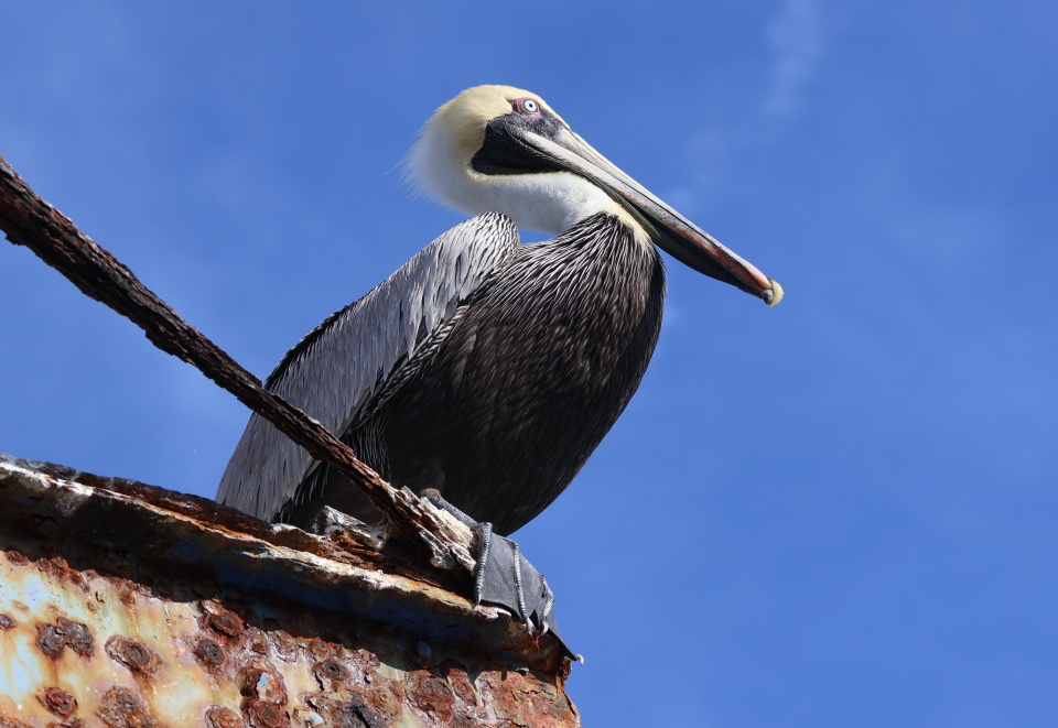 Rusty on the Rust | outdoorguy | Blipfoto