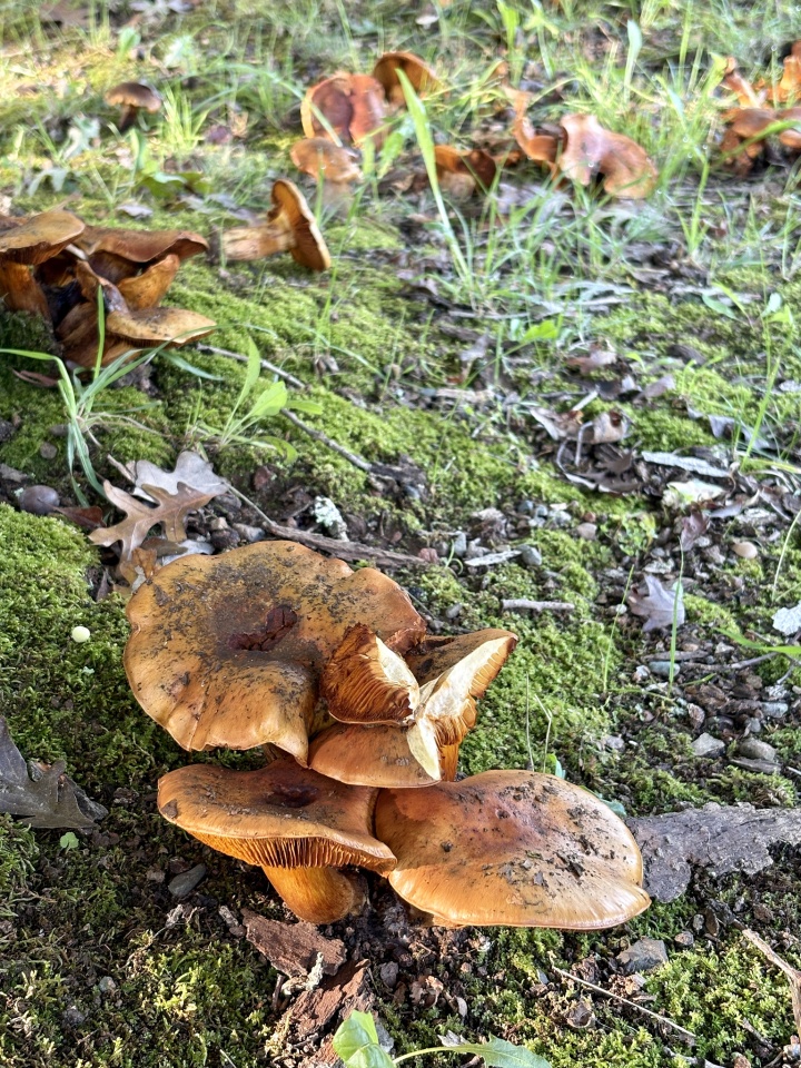 More Mushrooms | Kimb | Blipfoto