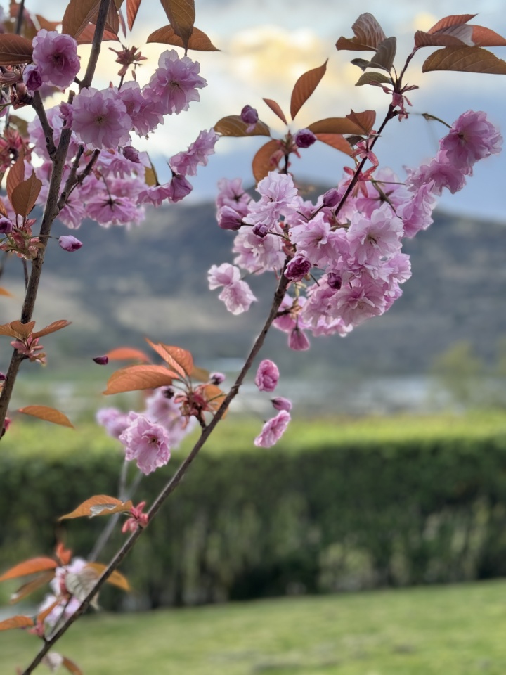 Cherry blossom | Torag | Blipfoto