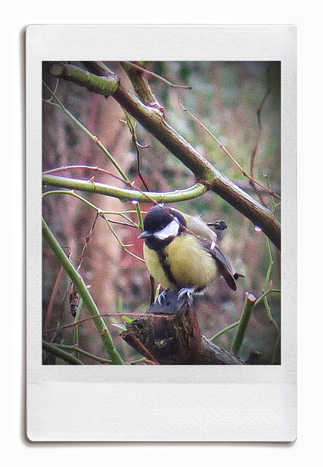 fuzzy photo but cute birdie | inkface | Blipfoto