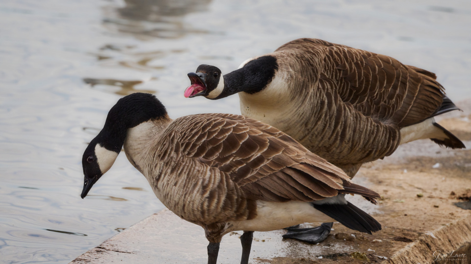 Goosed | Sheol | Blipfoto