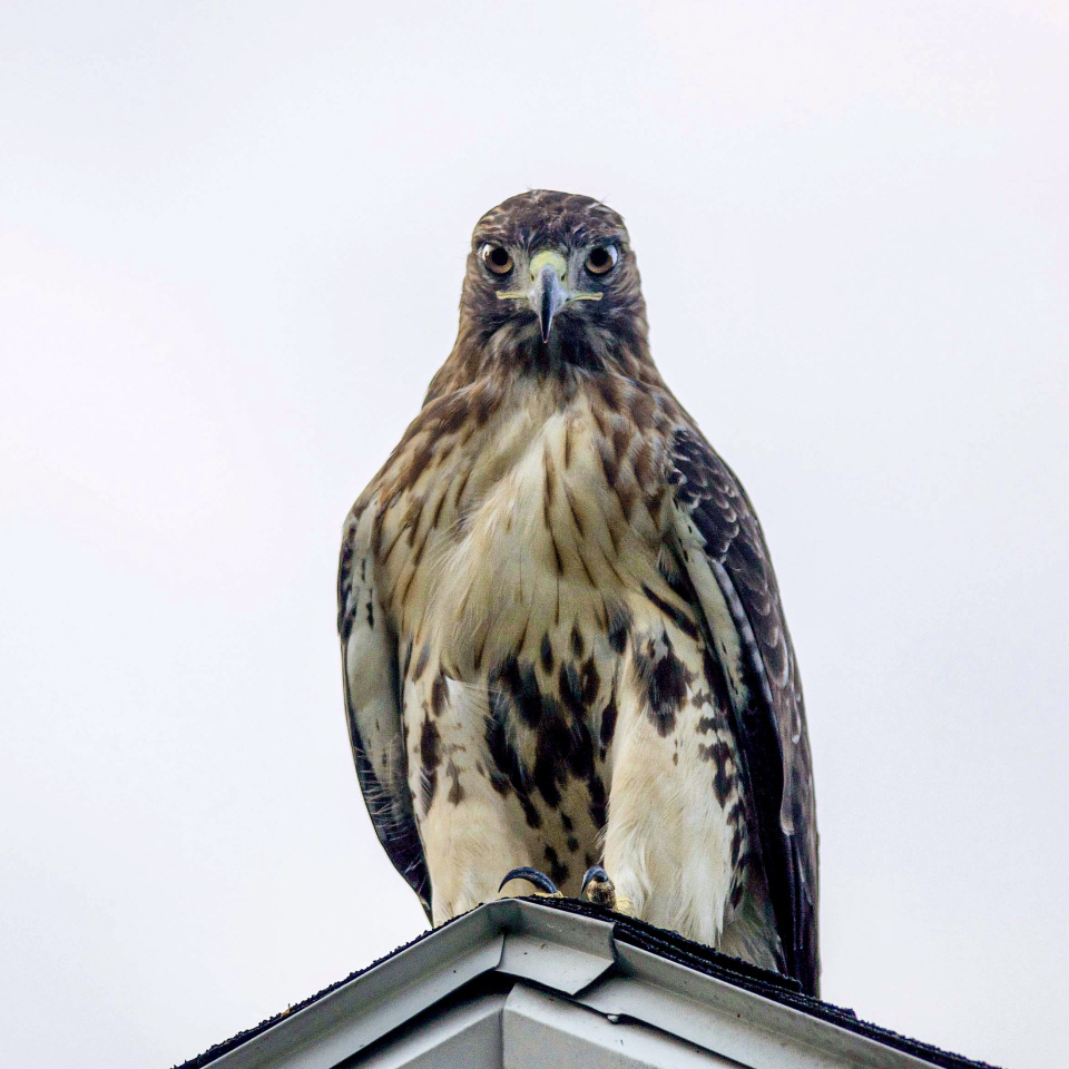 Hawk Eye/Stink Eye | justbe | Blipfoto