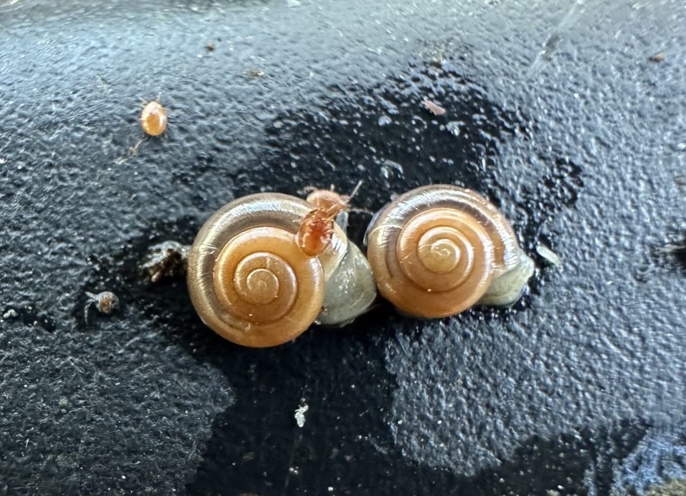 Tiny snails | MsPeahen | Blipfoto