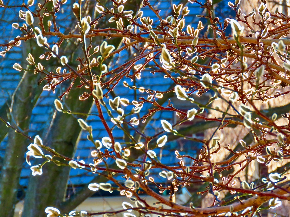 A Thousand Fuzzy Wuzzy Points of Light | GirlWithACamera | Blipfoto