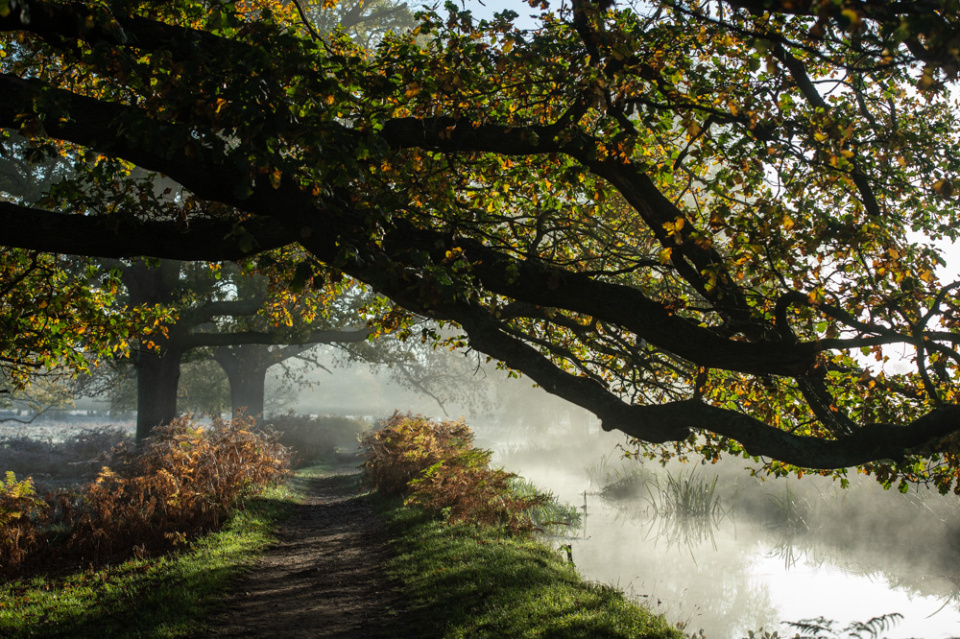 Frost + mist | maxellis | Blipfoto