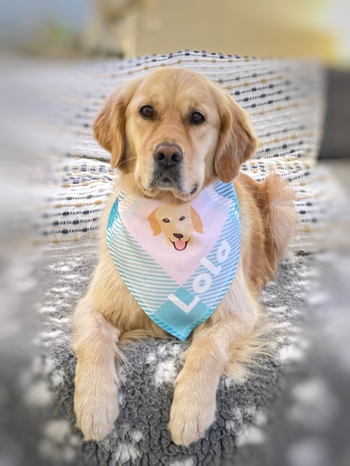 Happy Gotcha Day... | Damnonii | Blipfoto