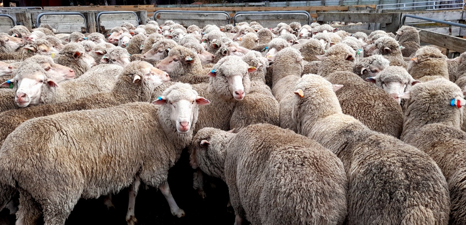 Looking Forward To Seeing You . . . Golden Smog | V1k1 | Blipfoto