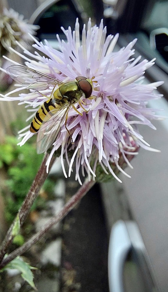 Creeping Thistle with hoverfly | esiuol | Blipfoto