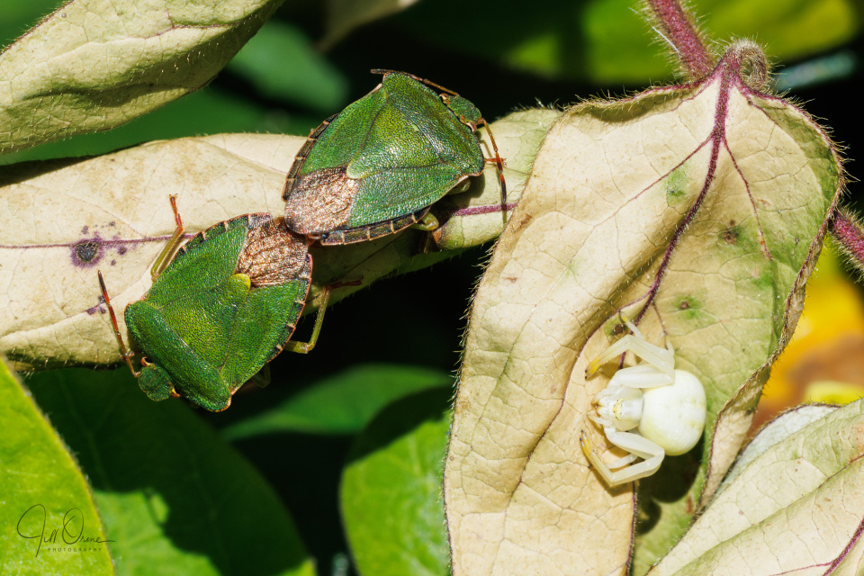 Living dangerously | JDO | Blipfoto