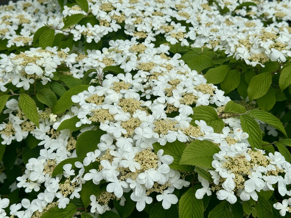 Japanese Snowball Bush. | biddy | Blipfoto